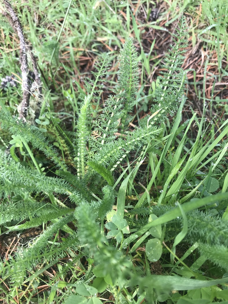 common yarrow from Arcata, CA, US on January 24, 2020 at 11:13 AM by ...