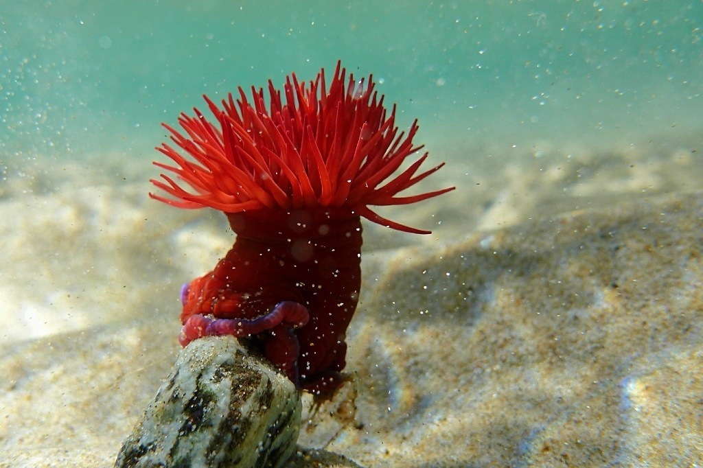 Beadlet anemone (A Field Guide to the Aveiro Region) · iNaturalist