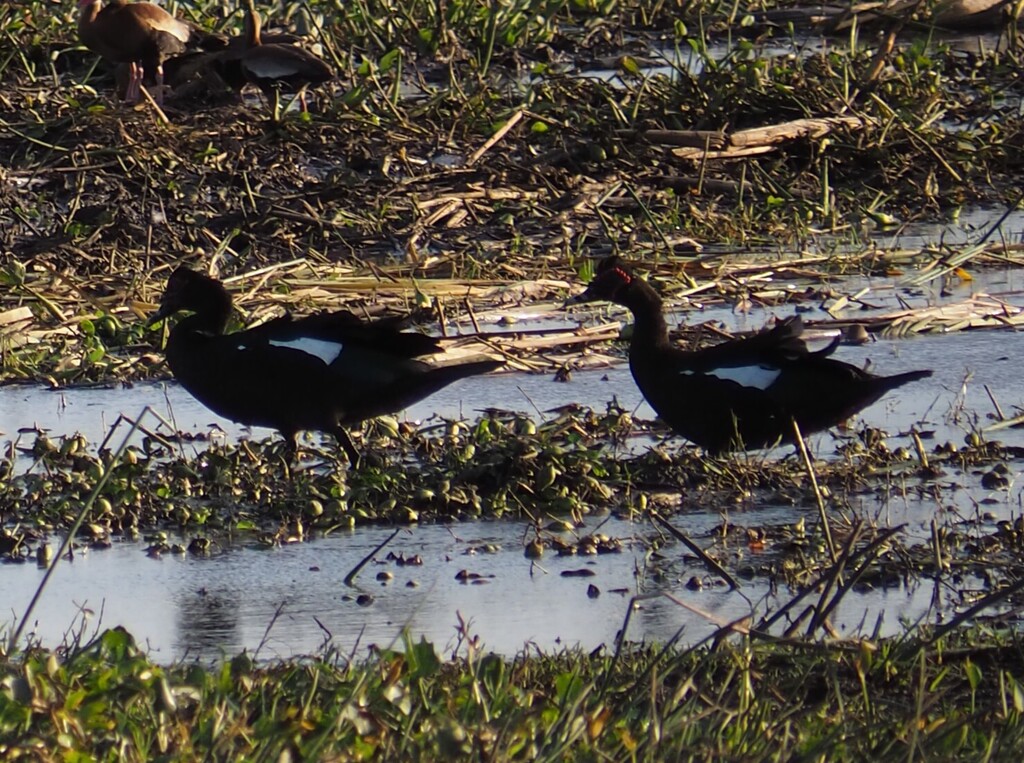 Muscovy Duck from Provincia de Guanacaste, Bagaces, Costa Rica on ...