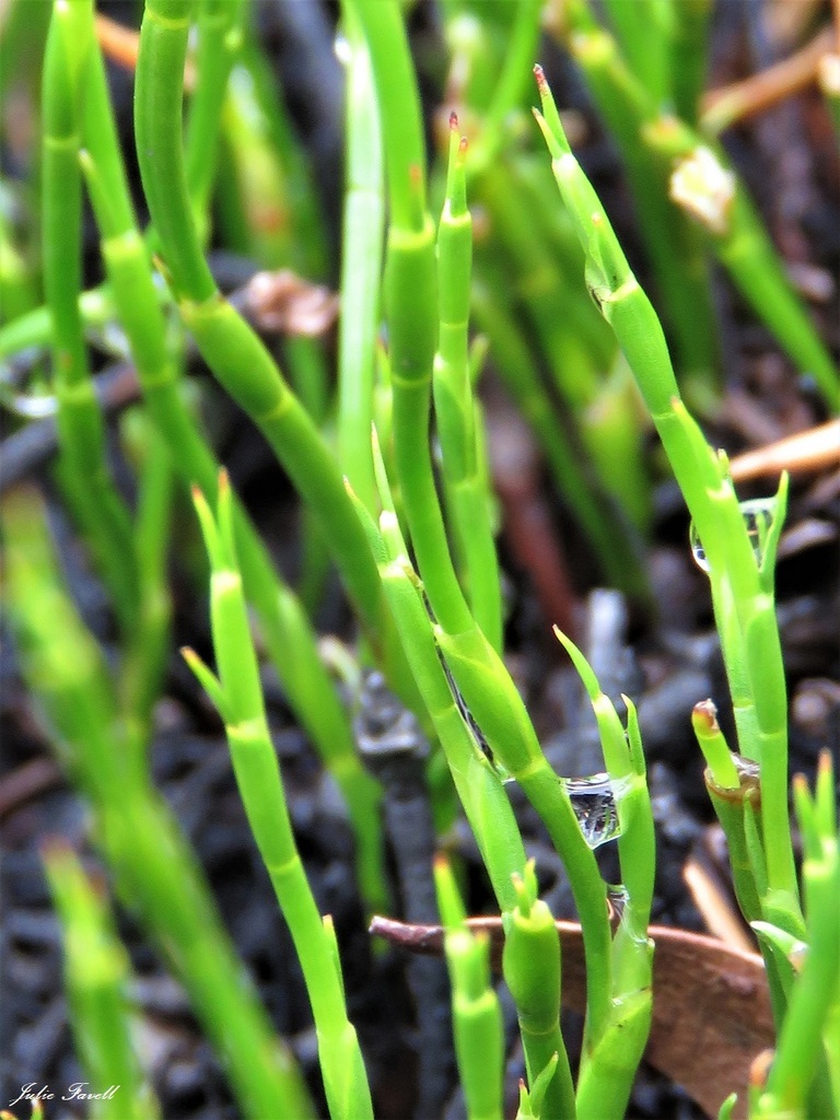 Wire Rush (Empodisma minus) - Botanical Realm