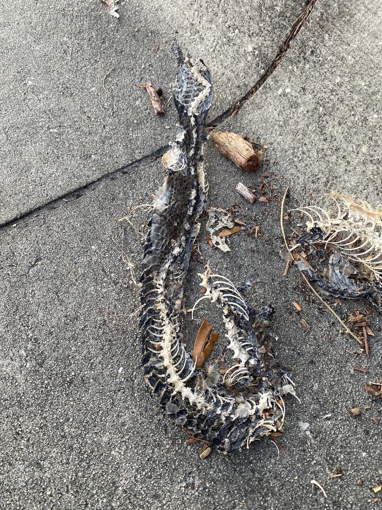 Eastern Diamondback Rattlesnake in March 2020 by goff_j_007. A reptilia ...
