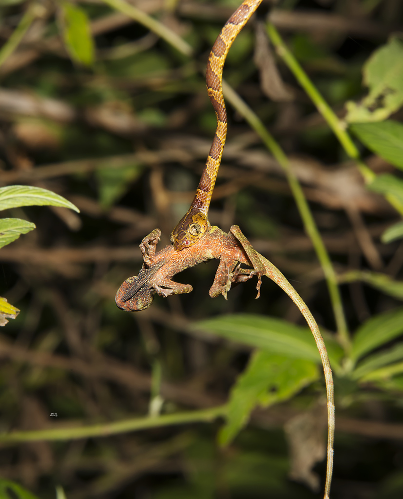 Common Blunt-headed Tree Snake from Puntarenas, Puntarenas, Costa Rica ...