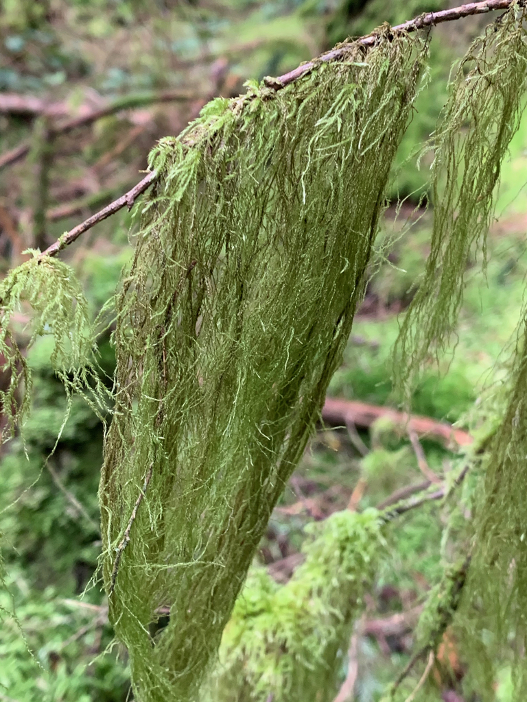 Cat's Tail Moss from Belcarra, BC, Canada on March 25, 2020 at 03:18 PM ...