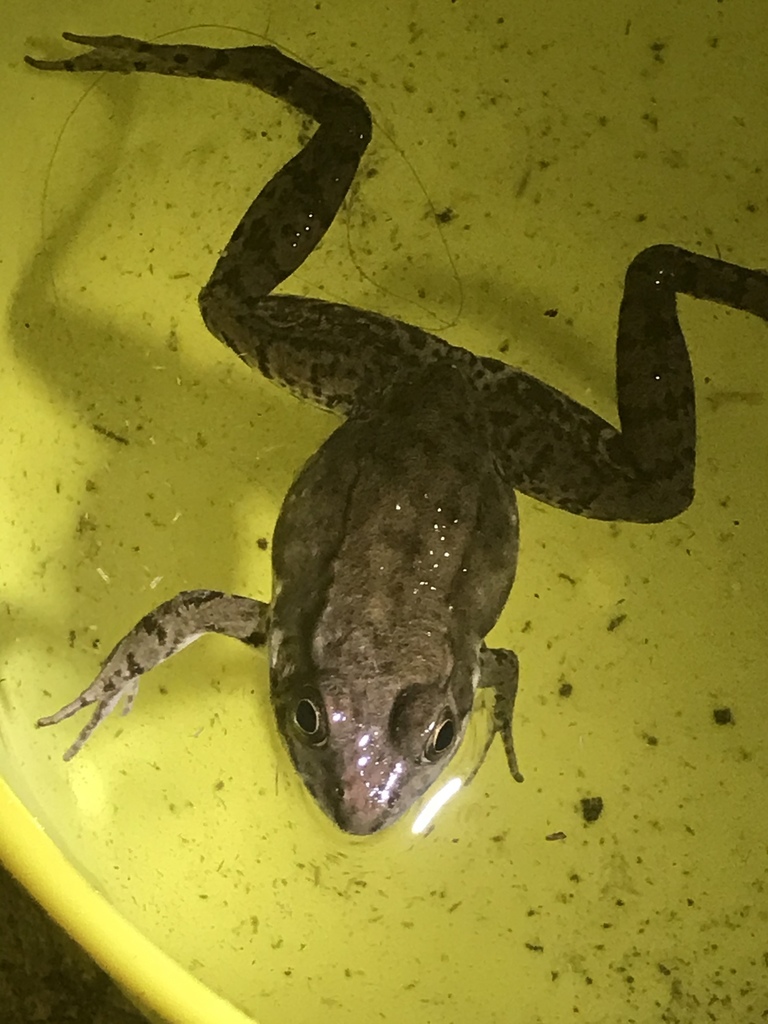 Green Frog from Old Field Branch Rd, Williamson, WV, US on March 28 ...