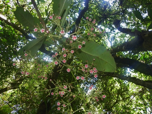 (Parathesis vulgata)