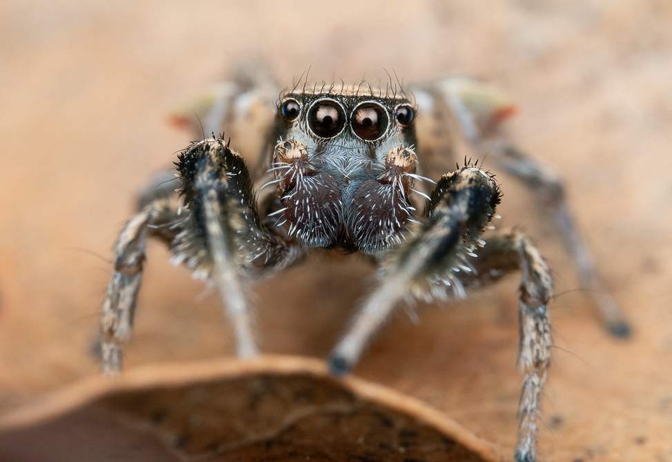 Habronattus californicus from San Diego County, CA, USA on March 22 ...
