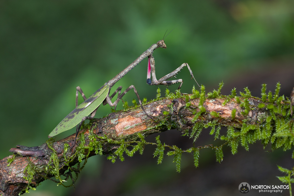 Pseudovates spinicollis in February 2020 by Norton Santos · iNaturalist