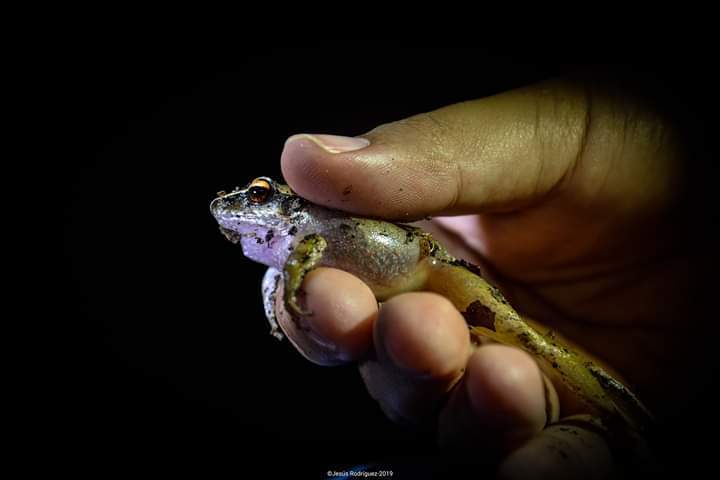 Northern Rainfrogs from Tapalapa on January 05, 2020 at 11:31 PM by ...