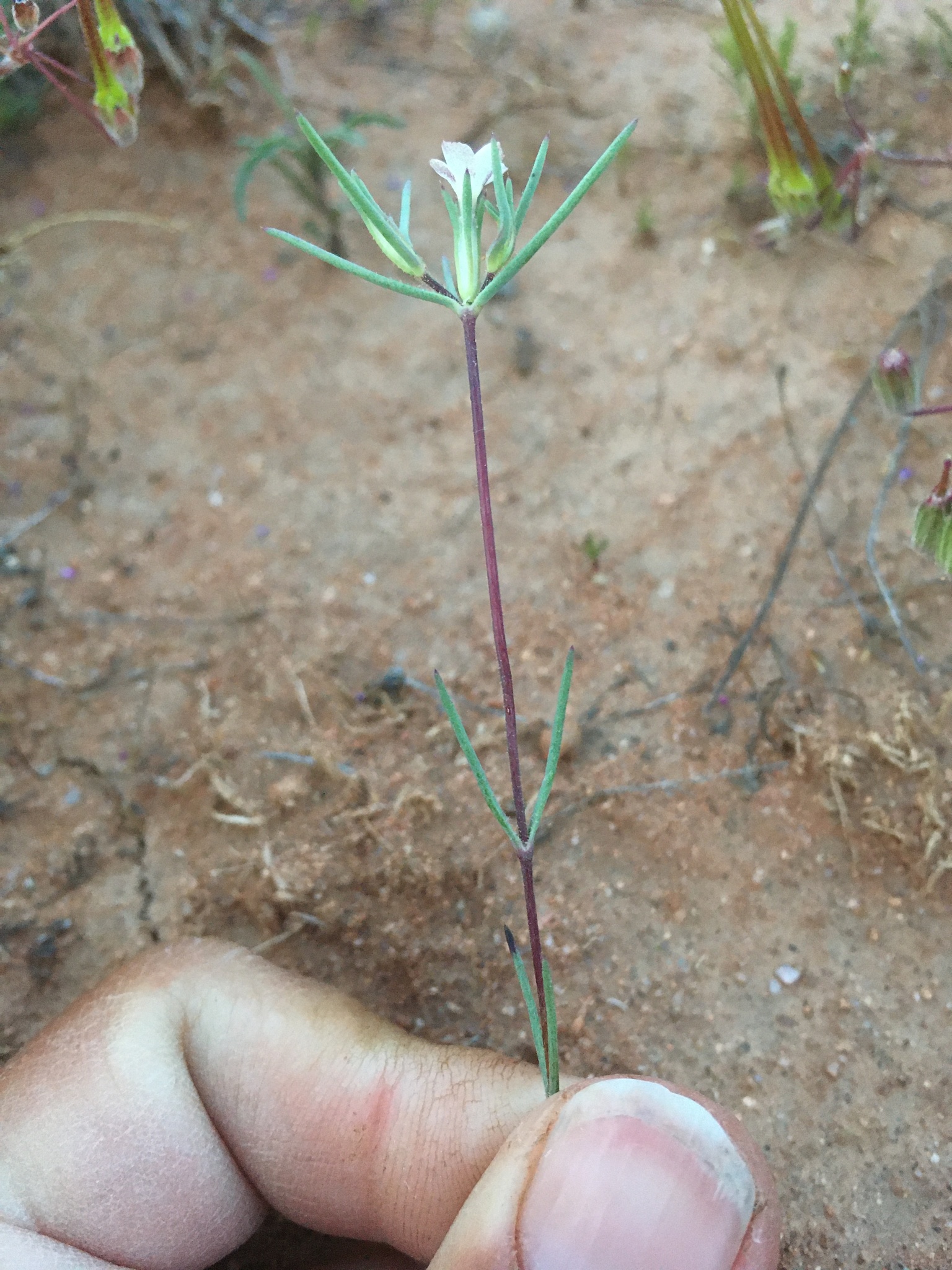 Linanthus bigelovii (A.Gray) Greene