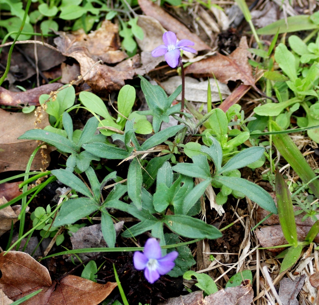 Early blue violet (Viola of the Chicago Region ) · BioDiversity4All