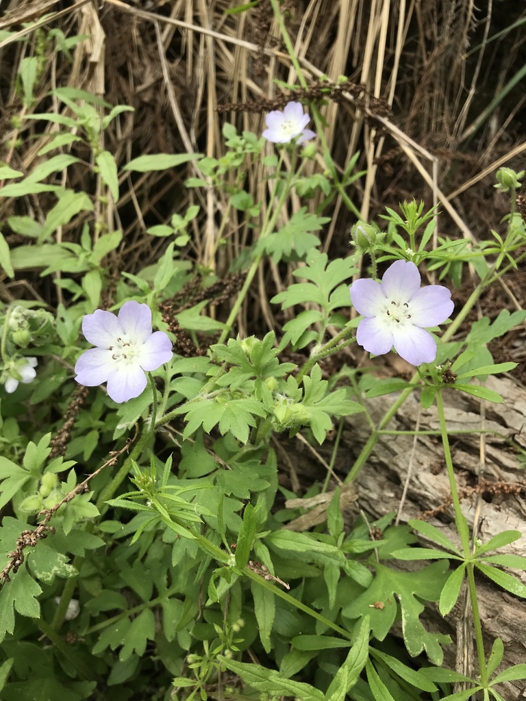 Texas baby blue eyes from Boerne, TX, US on March 28, 2020 at 04:04 PM ...