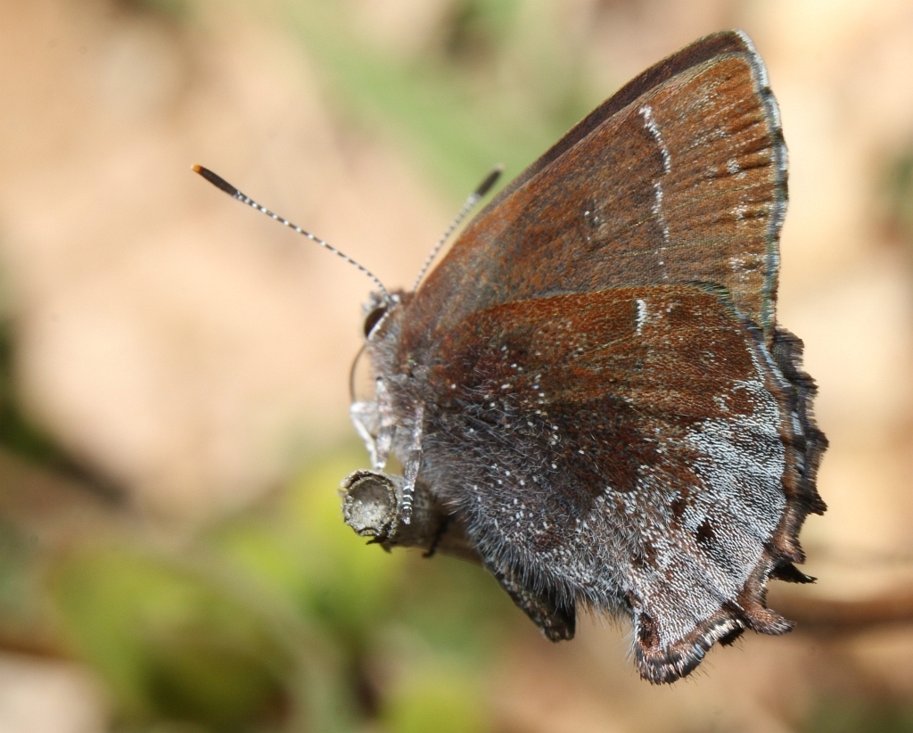 Frosted Elfin (Minute Man National Historical Park Butterfly Guide 🦋 ...