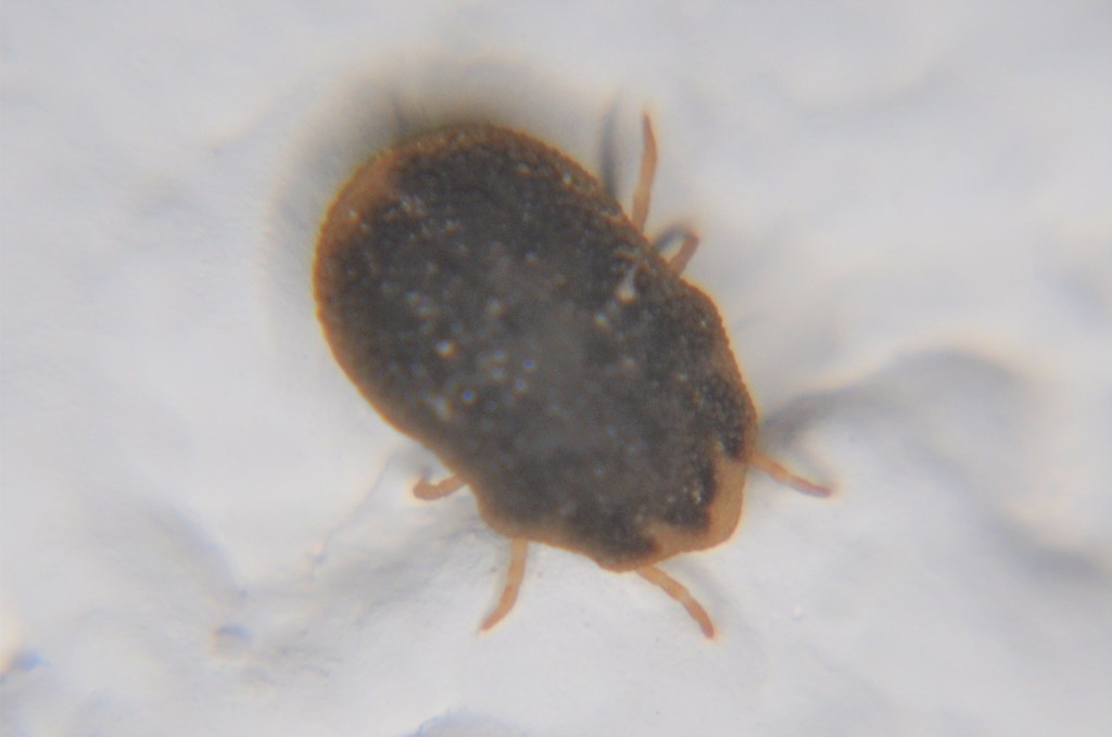 Mammal Soft Ticks from Fraccionamiento Vista Real, Corregidora, Qro ...