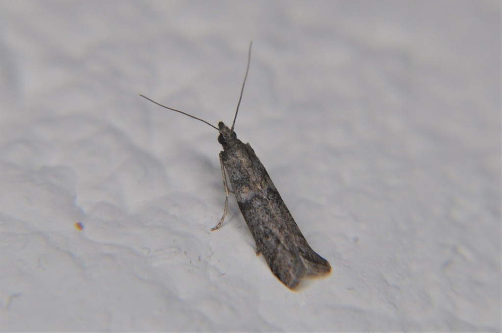 Dusky Raisin Moth from Fraccionamiento Vista Real, Corregidora, Qro ...