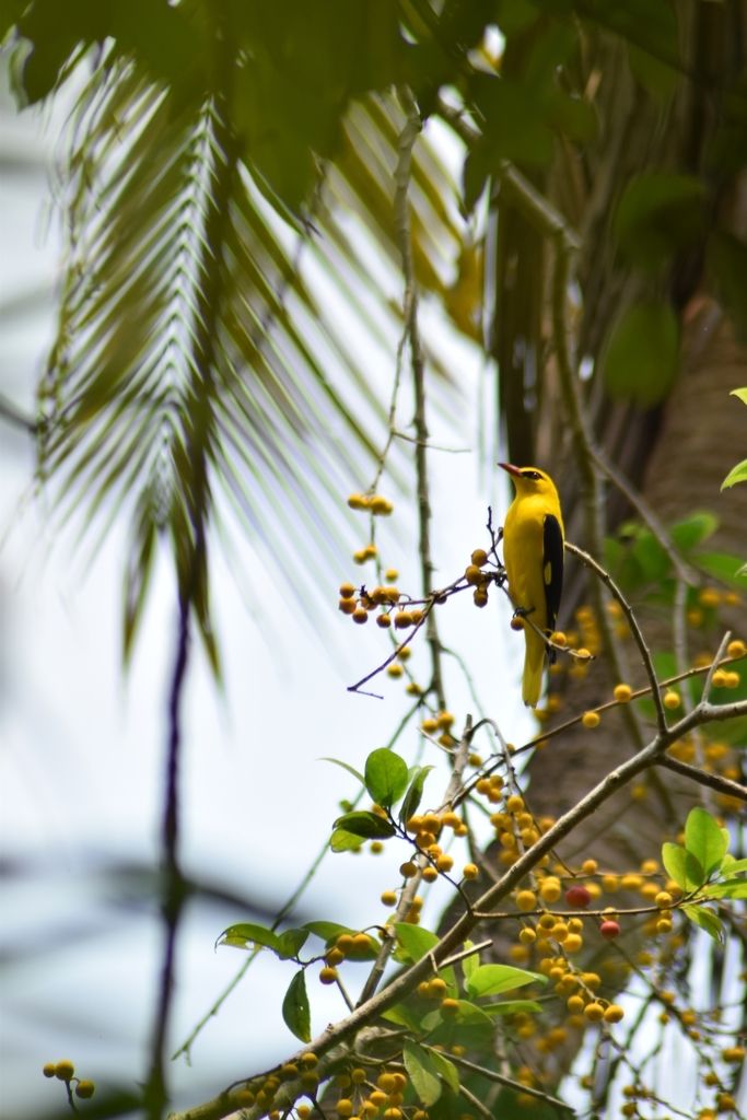 Indian Golden Oriole from Kummanam, Kottayam, Kerala, India on March 24 ...