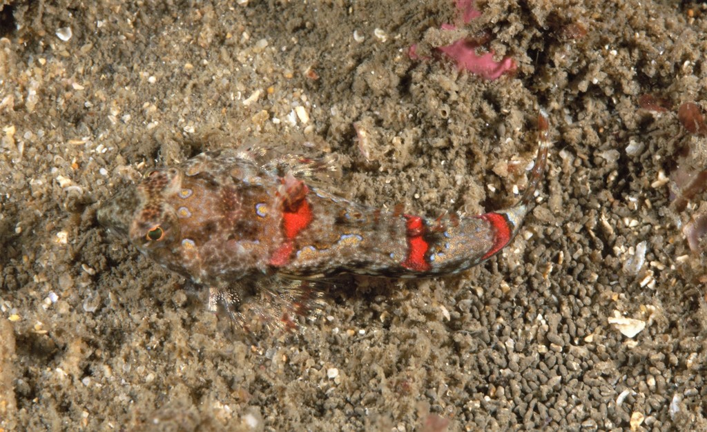 Painted Stinkfish from Sydney NSW, Australia on March 29, 2020 at 09:21 ...