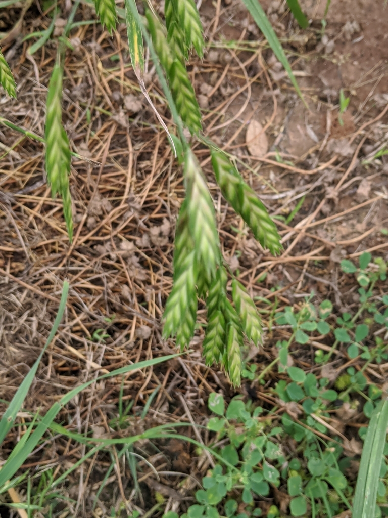 Rescue Brome from College Station, TX, USA on March 28, 2020 at 04:06 ...