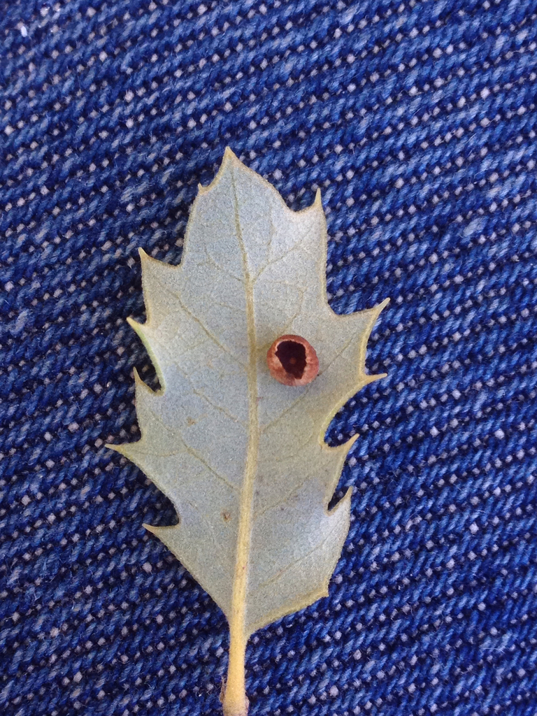 Pinched Leaf Gall Wasp from 91905, Boulevard, CA, US on March 7, 2017 ...