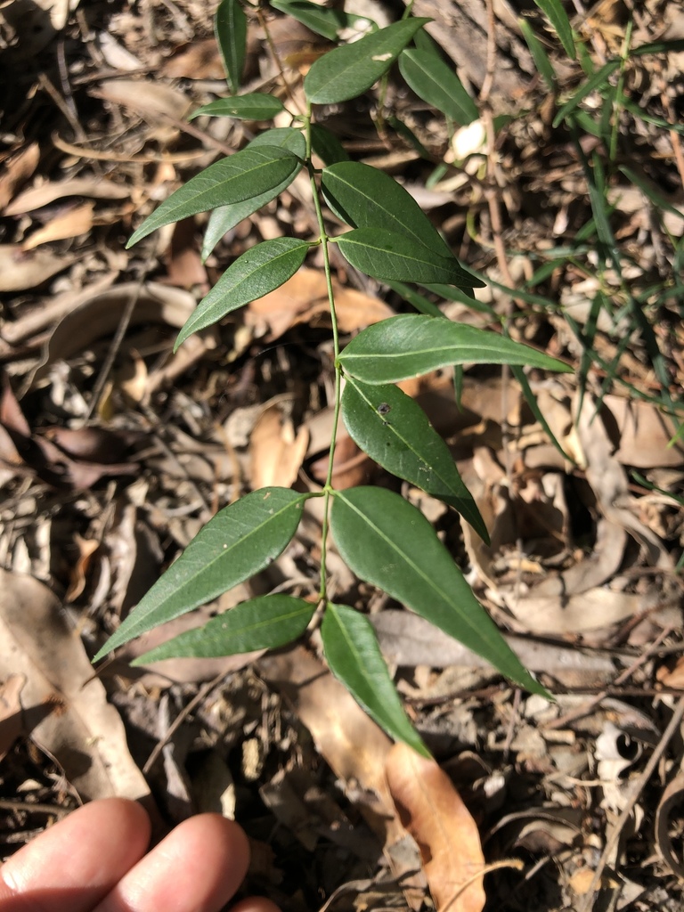 Corky Milk Vine from Cliveden Avenue, Oxley, QLD, AU on March 29, 2020 ...