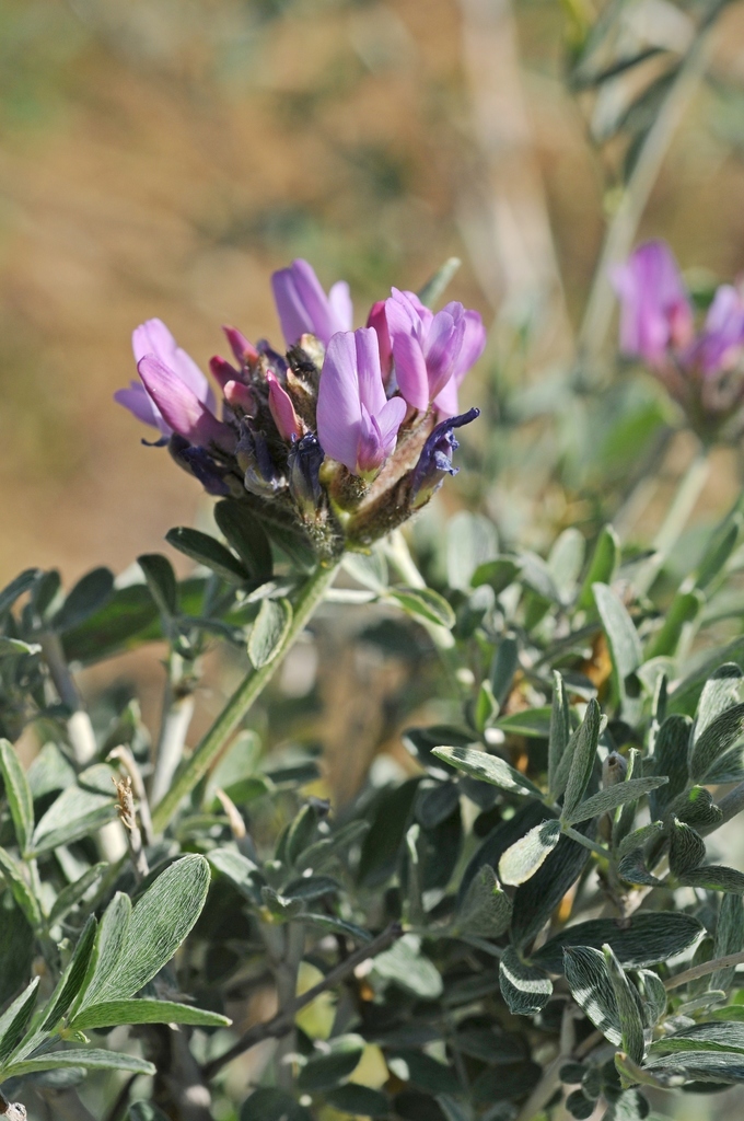 (Astragalus arbuscula) - Botanical Realm