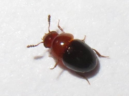 Keräpallokkaat (Agathidium)