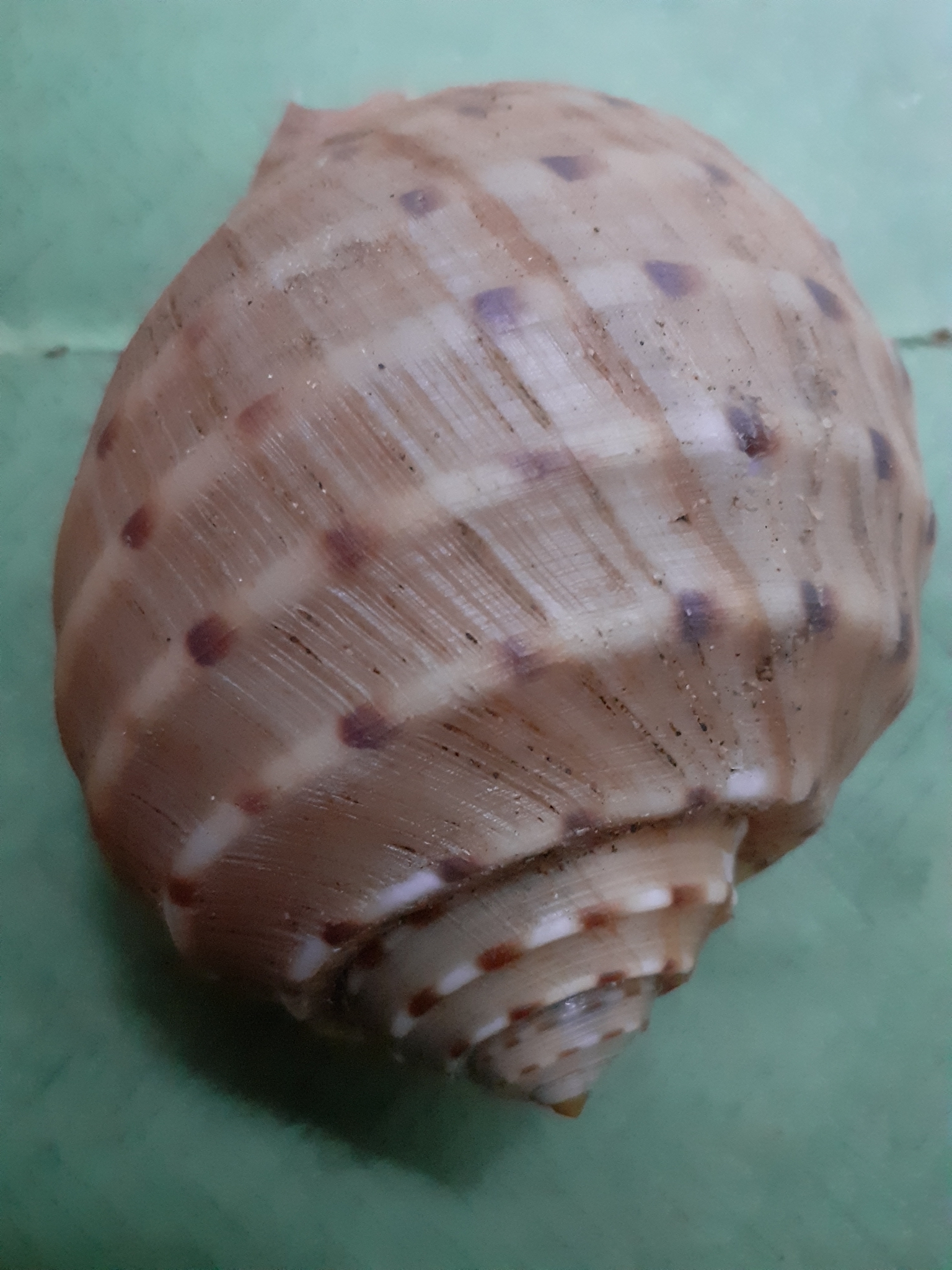 Tonna dolium (Linnaeus, 1758)