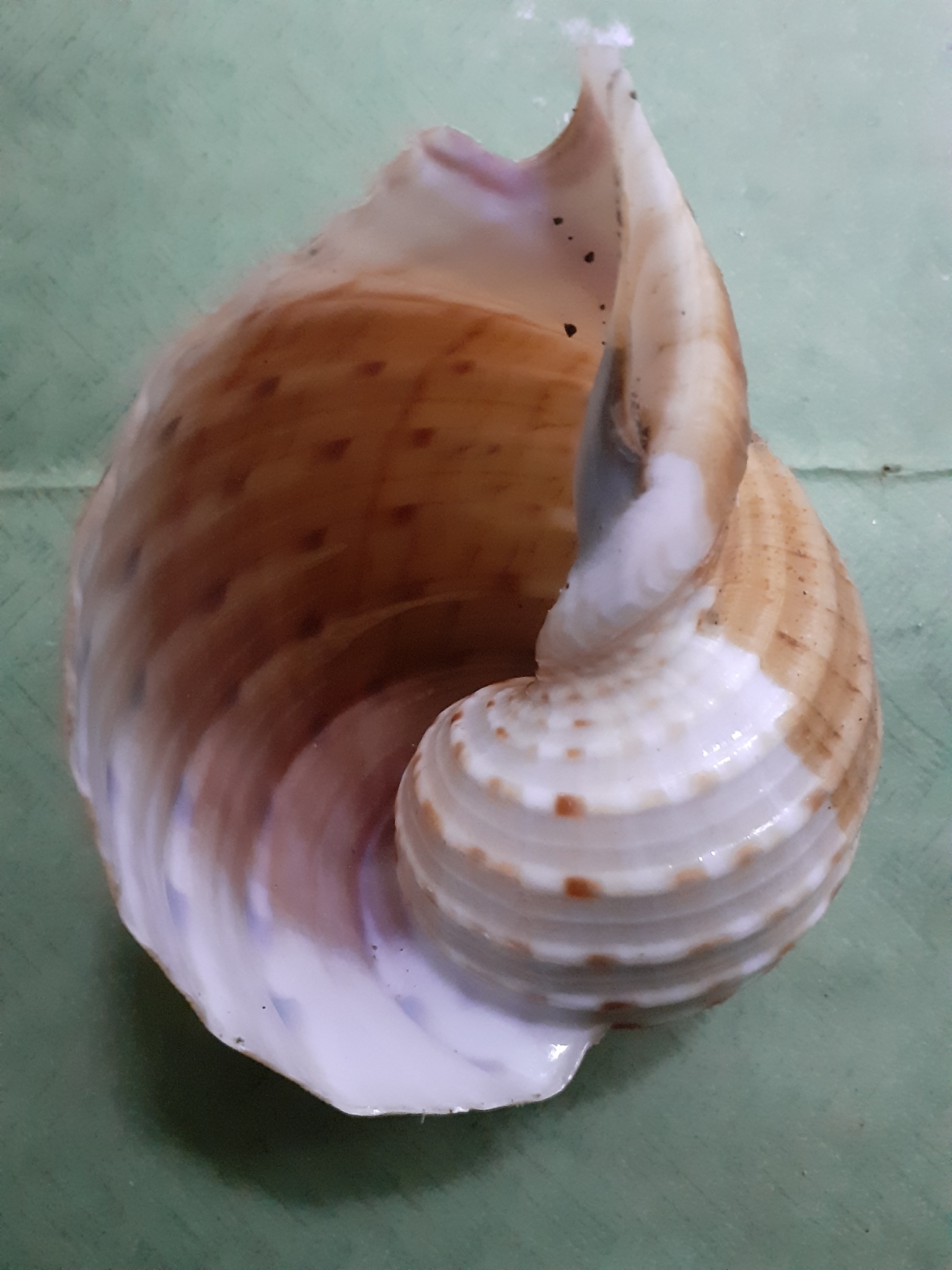 Tonna dolium (Linnaeus, 1758)