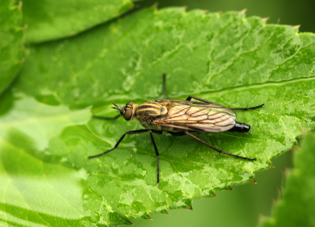 Thereva rustica from Переславский р-н, Ярославская обл., Россия on May ...