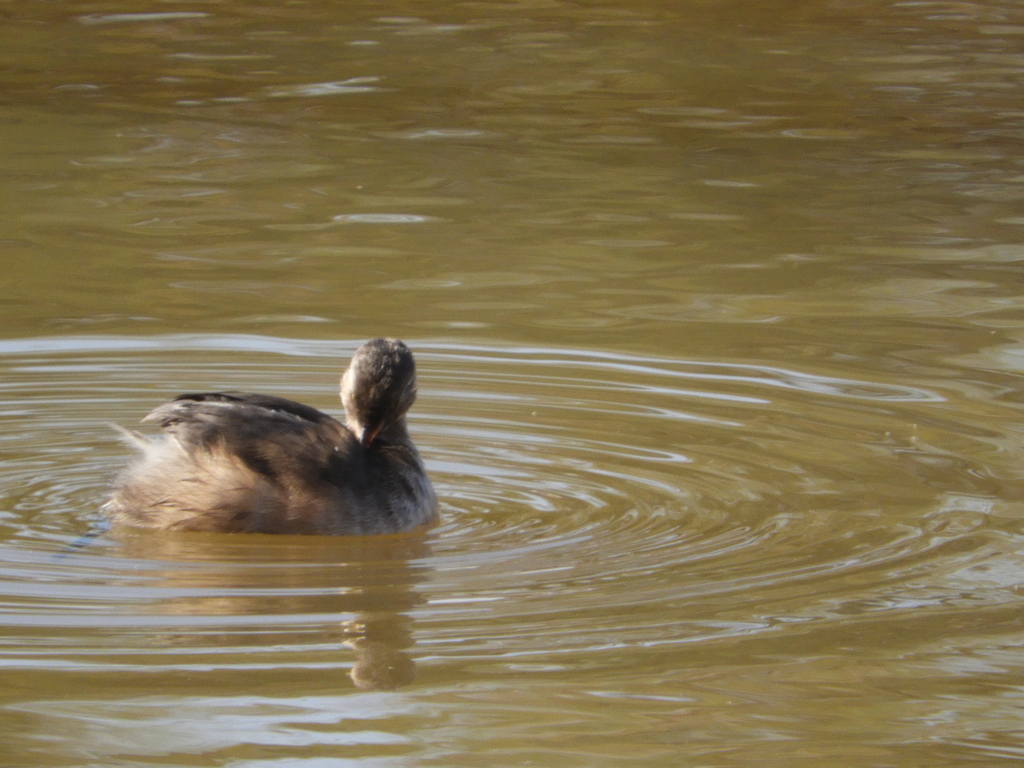 Little Grebe (Flora and Fauna of Bandhavgarh National Park, India ...
