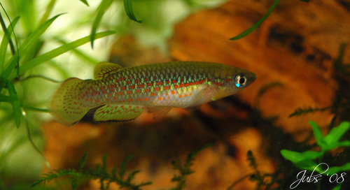 Madagascar Panchaxes (Genus Pachypanchax) · iNaturalist
