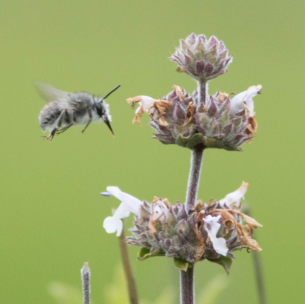 California Mountain-Digger Bee from Contra Costa County, CA, USA on ...