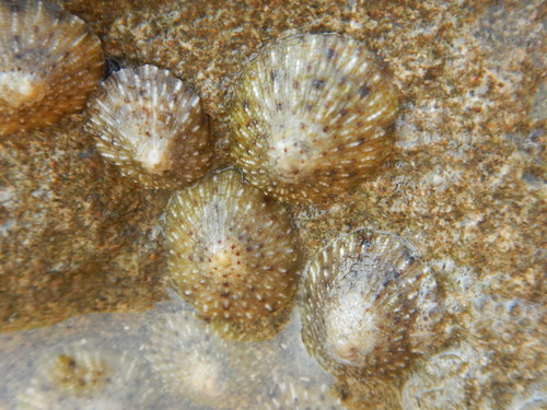 Cellana karachiensis · Naturalista Costa Rica