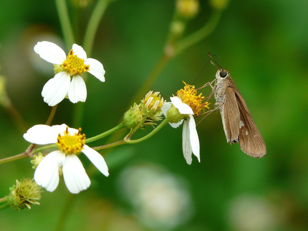 Ocola Skipper from Osceola N. F. Columbia County, FL, USA on October 2 ...
