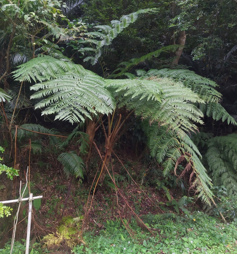 Flying Spider Monkey Tree Fern from 台灣新竹縣 on December 11, 2019 at 03:42 ...
