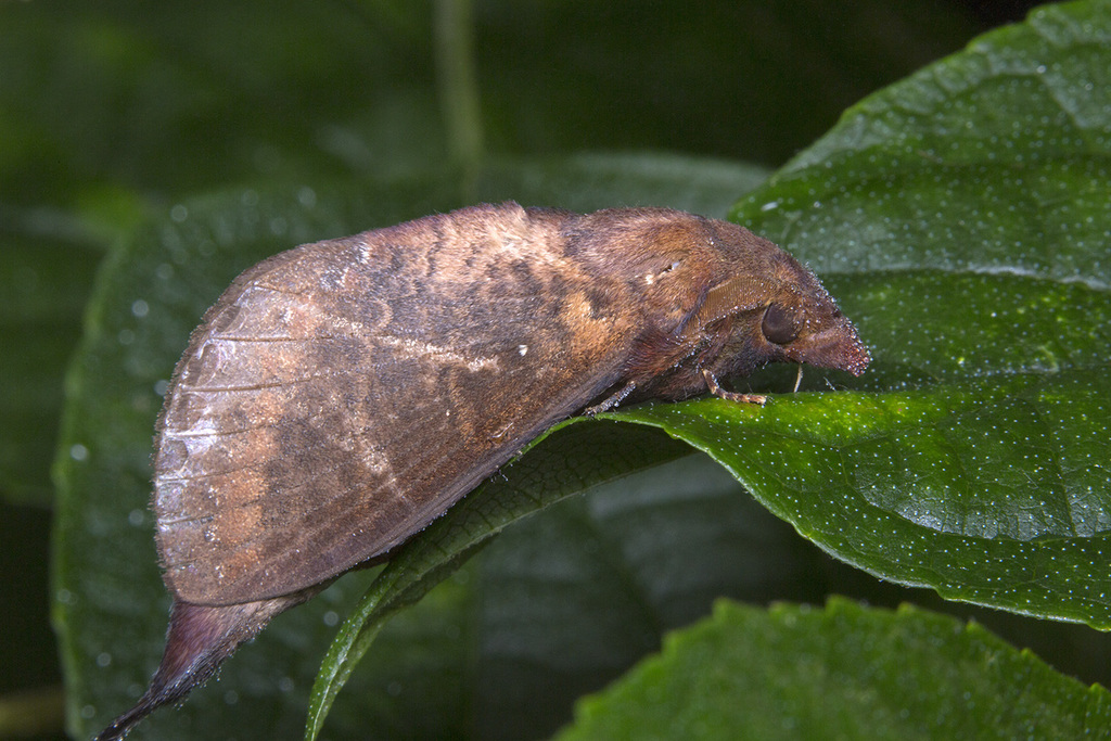 Kunugia from Bukit Fraser, 49000 Bukit Fraser, Pahang, Malaysia on ...