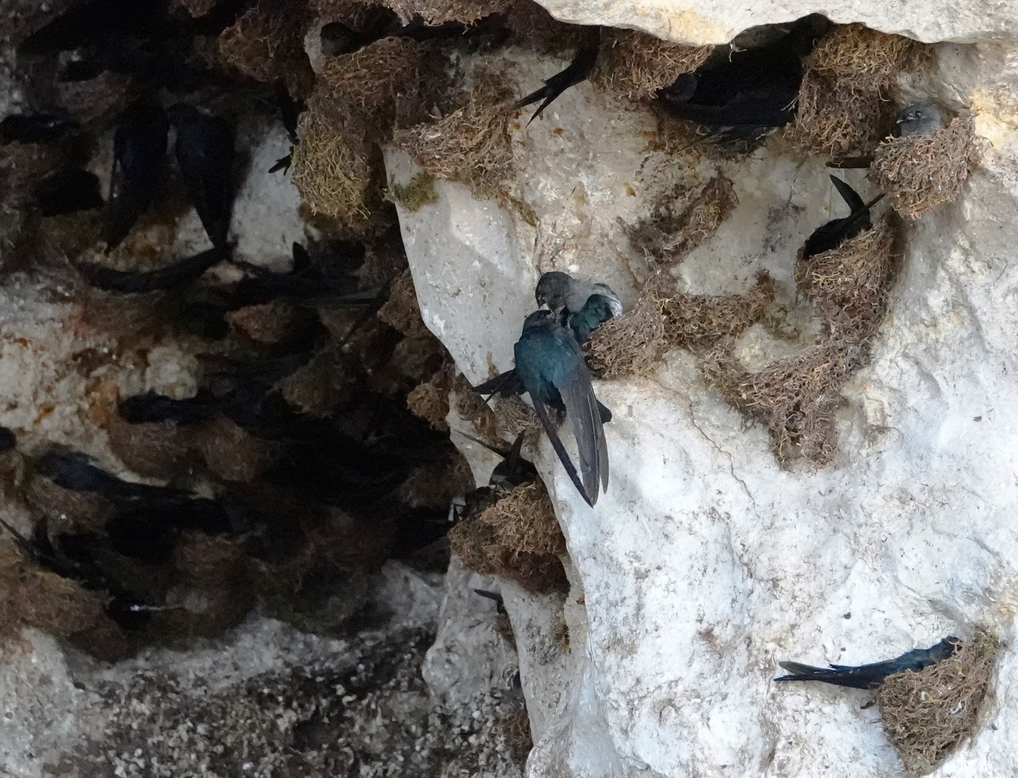 Collocalia affinis Beavan, 1867