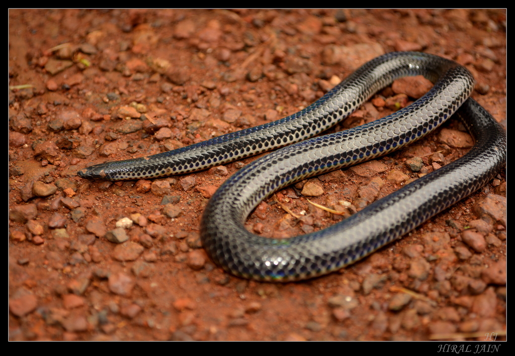 Beddome's Black Earth Snake from Amboli, Maharashtra 416510, India on ...