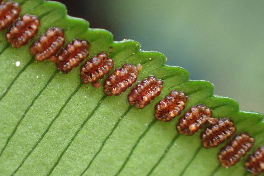 potato fern family (Marattiaceae) - Botanical Realm
