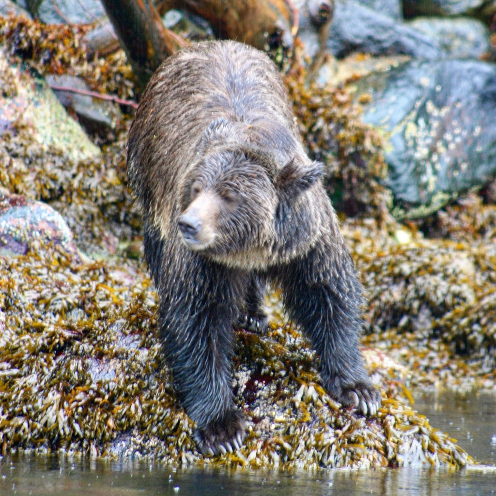 Brown Bear from Vancouver Island, BC, CA on October 08, 2019 at 06:37 ...