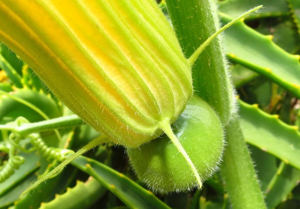 Pumpkin (Cucurbita maxima maxima) - Botanical Realm
