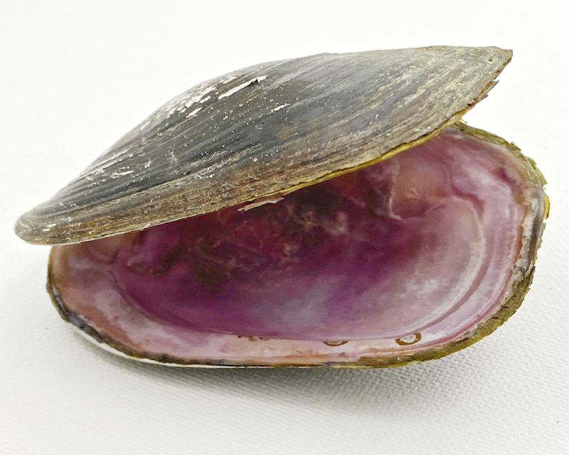 Pink Heelsplitter in July 2019 by Carol Howard Donati · iNaturalist