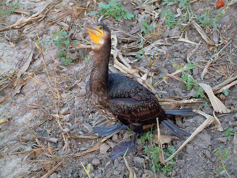 Great Cormorant from Зрењанин, Србија on October 4, 2002 at 04:39 PM by ...