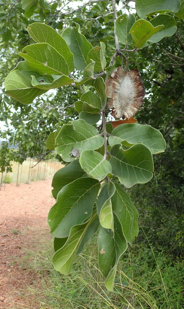 Largefruit Bushwillow (Plants of the Matopos) · iNaturalist