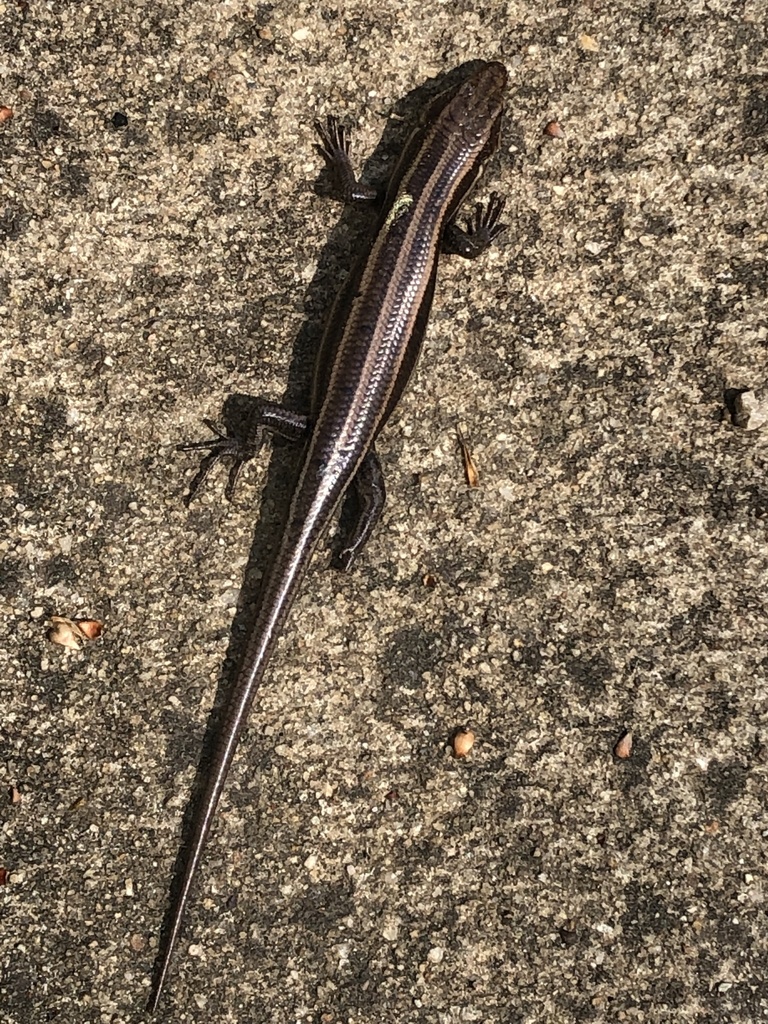 Common Five-lined Skink in March 2020 by Julie Hall · iNaturalist