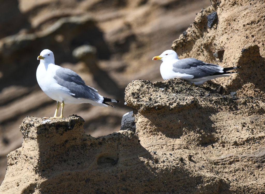 Azorean Gull from Oceano Atlântico, PT on March 14, 2020 at 08:34 AM by ...