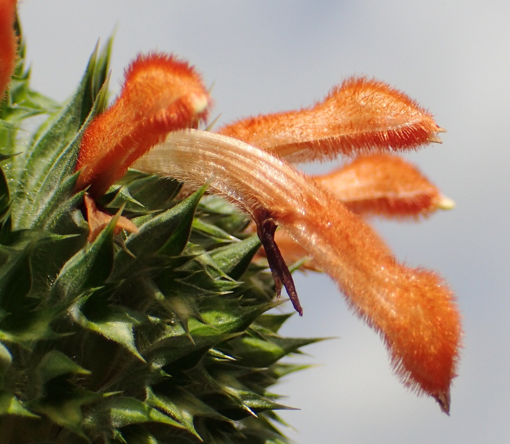 lion's ears from Necsa, Hartbeespoort, South Africa on March 18, 2020 ...