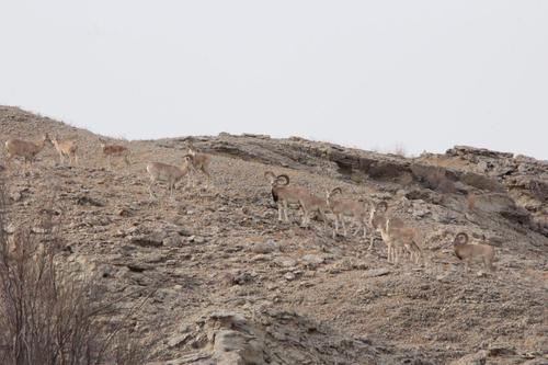 Laristan Mouflon (Subspecies Ovis gmelinii laristanica) · iNaturalist