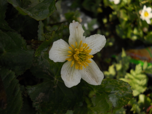 White Marsh Marigold (Caltha alba) · iNaturalist