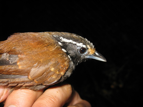 Bornean White-necked Babbler (Subspecies Stachyris leucotis obscurata ...