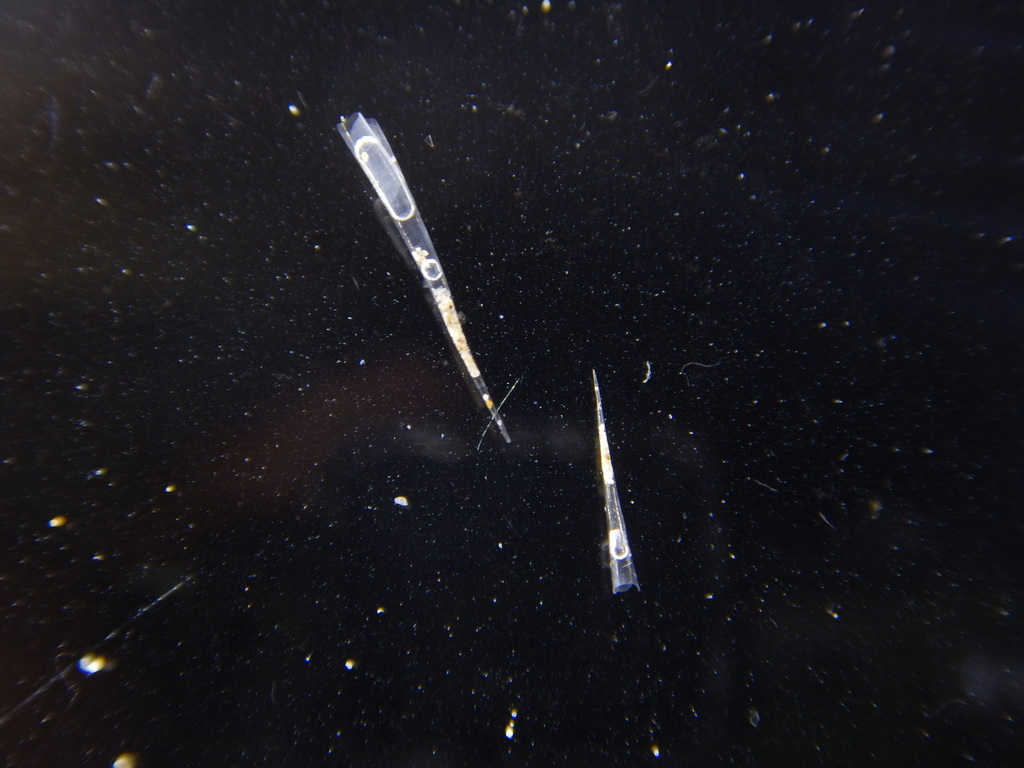 Creseis acicula from Devbhumi Dwarka, IN-GJ, IN on January 23, 2015 at ...